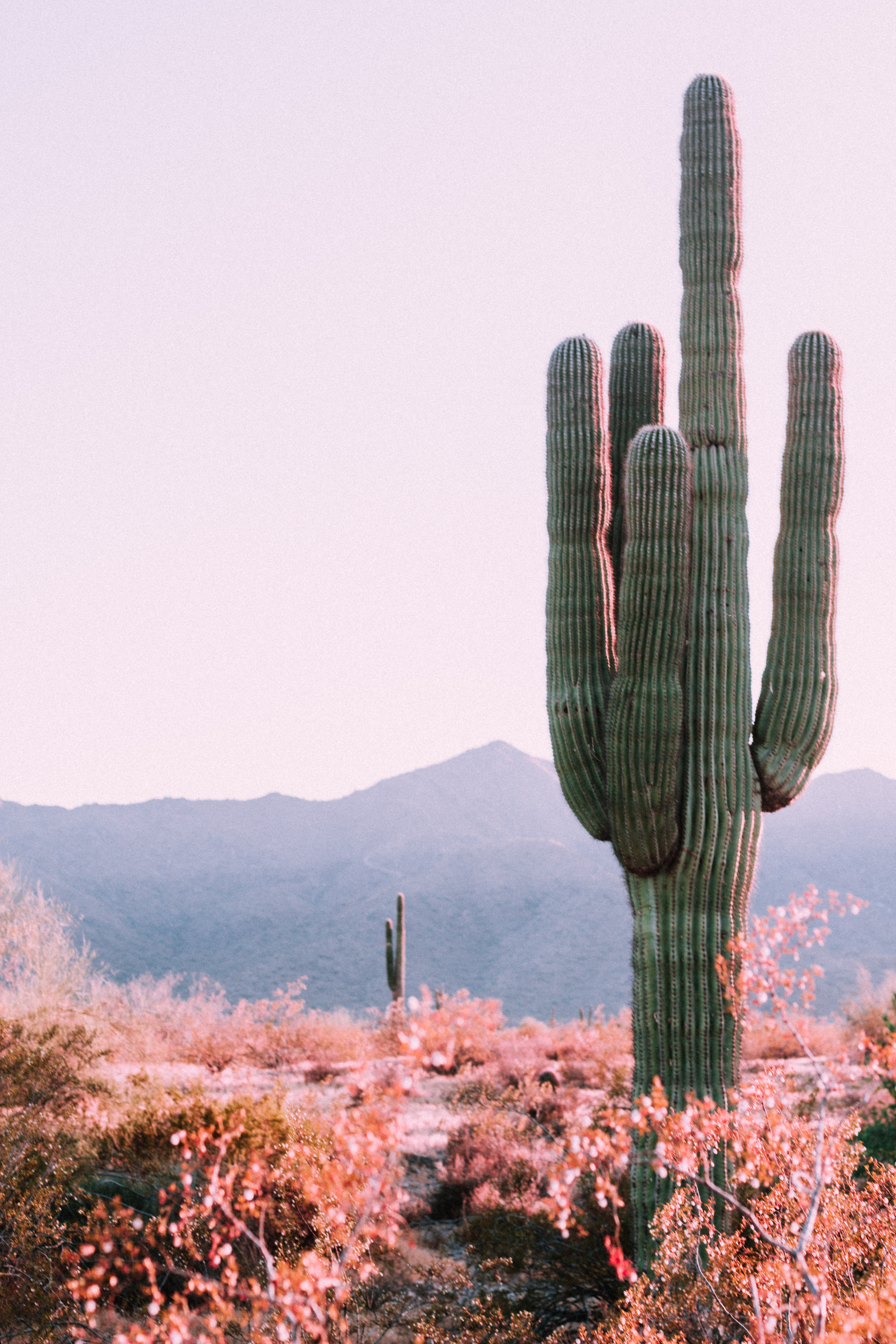 Hugging a Cactus – His Redeemed